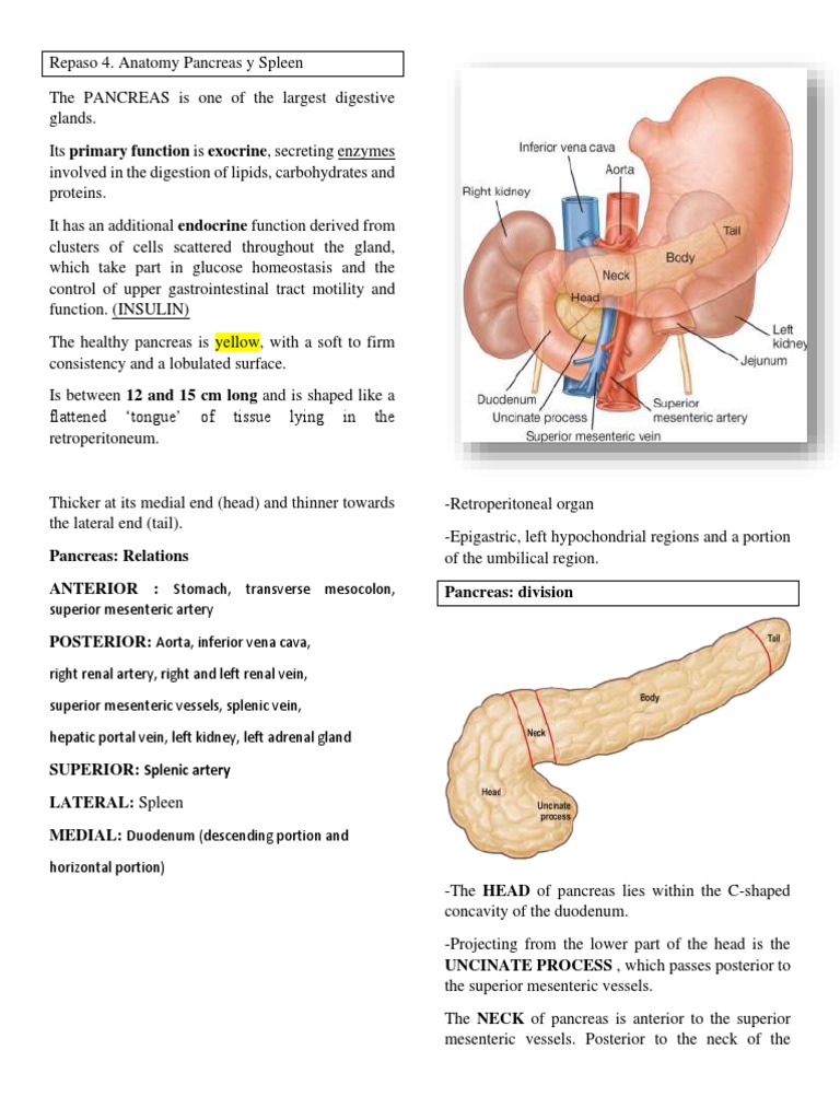 Anatomy of the Pancreas and Spleen | PDF | Pancreas | Spleen