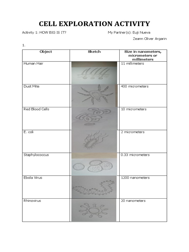 Cell Exploration Activity | PDF | Cell (Biology) | Cytosol