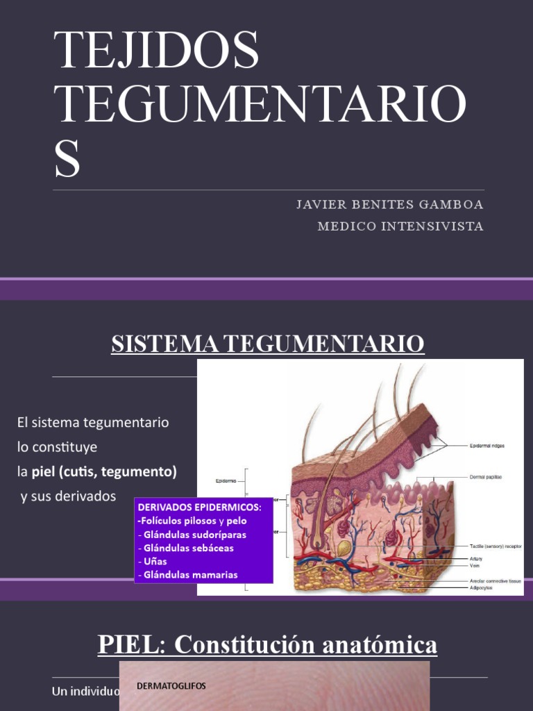 6° Teji Tegumen 19 Ii | PDF | Piel | Epidermis