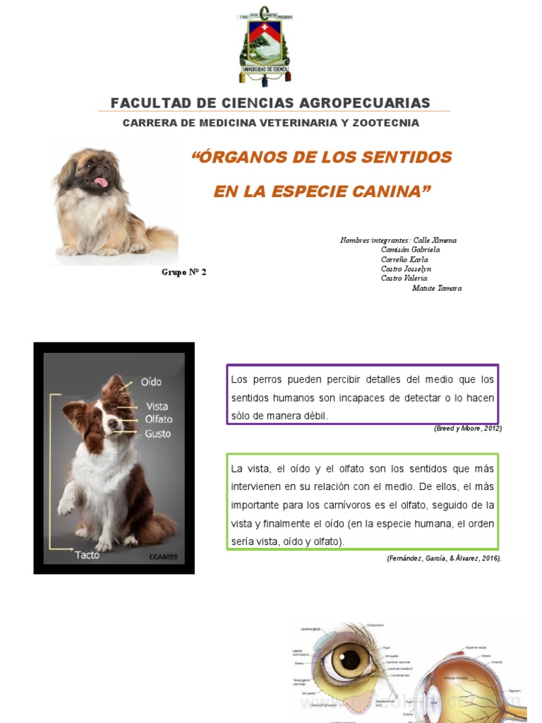 Órganos de Los Sentidos en Los Perros | PDF | Color | Percepción visual