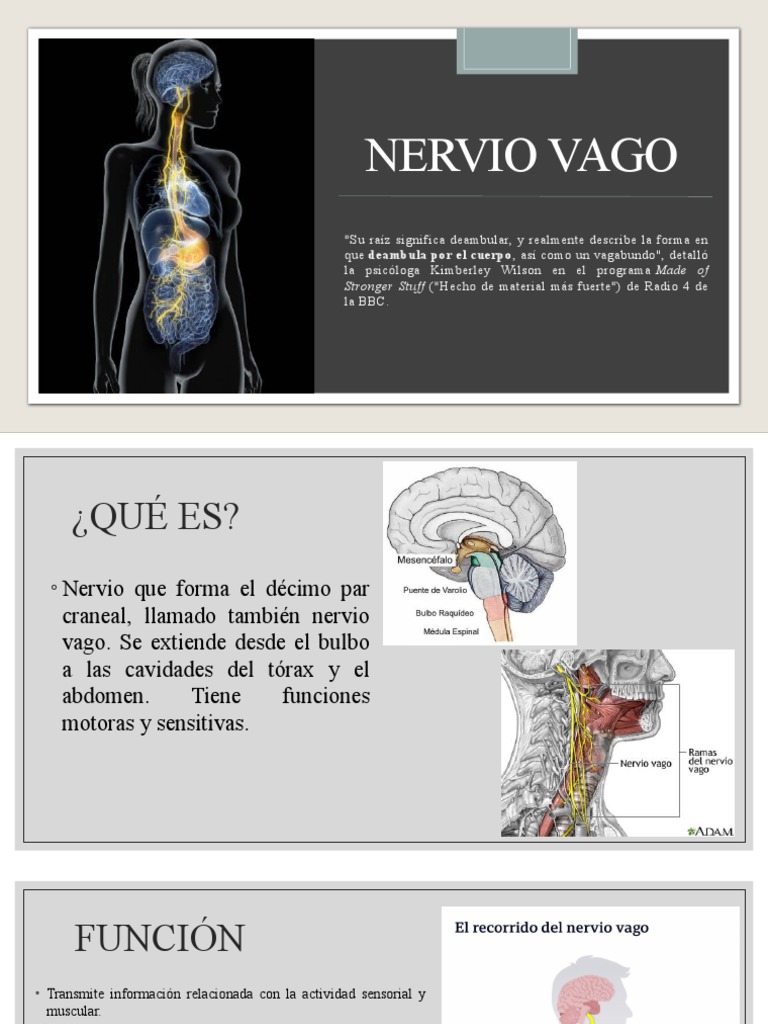 Funciones y recorrido del nervio vago | PDF