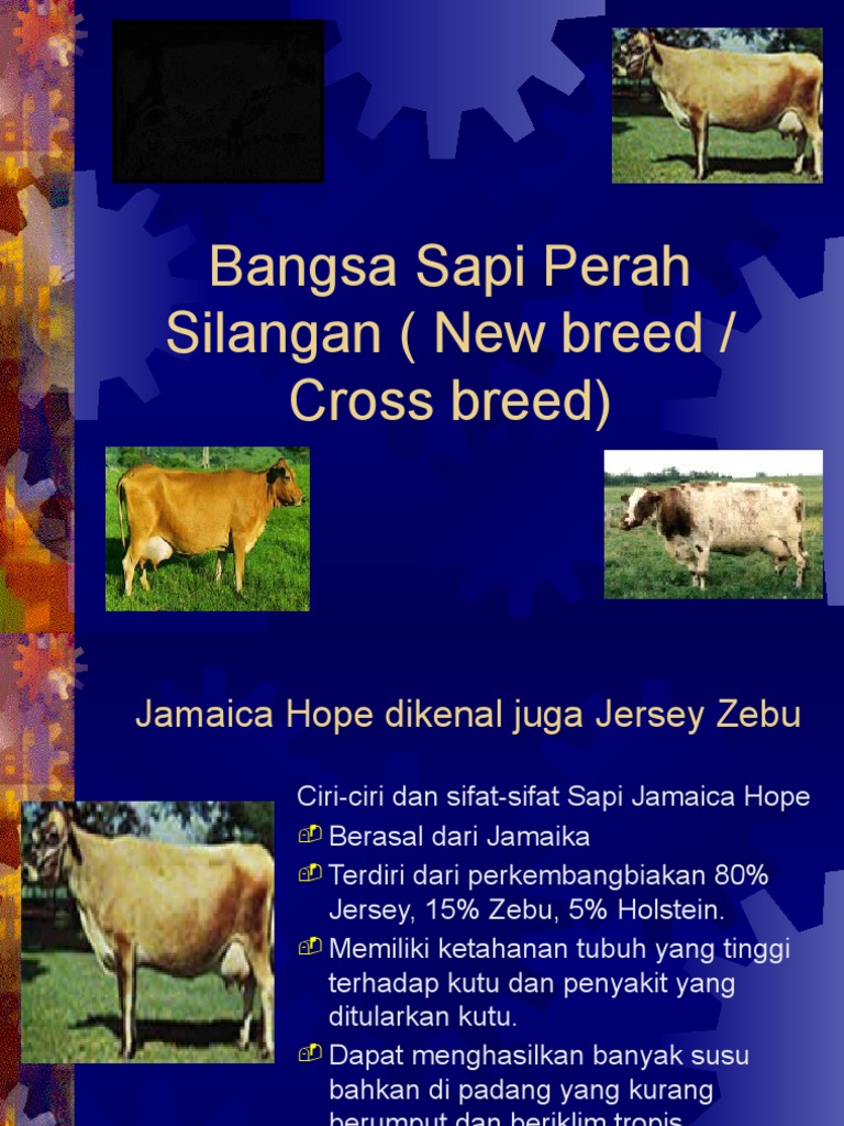 Jenis Sapi Perah Silangan Unggul | PDF | Memasak, Makanan, & Anggur ...