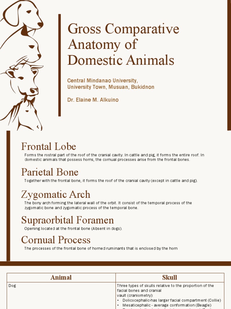 Gross Comparative Anatomy of Domestic Animals | PDF | Vertebra ...