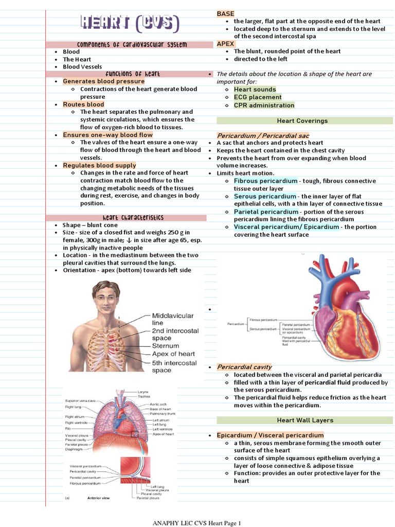 ANAPHY LEC CVS Heart | PDF | Heart | Heart Valve