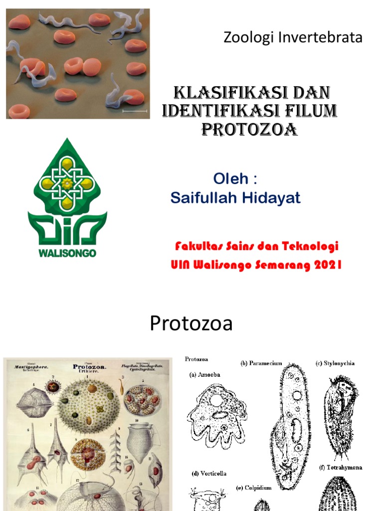 Klasifikasi Filum Protozoa-Dikonversi | PDF
