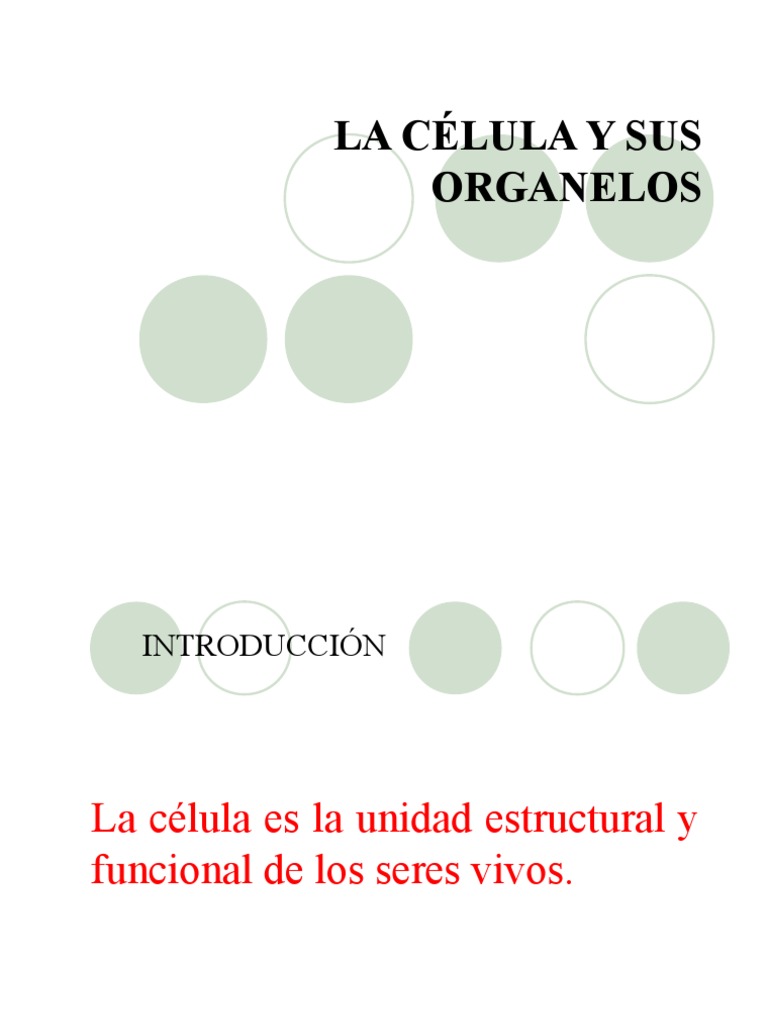 Organelos del Citoplasma Celular | PDF | Citoplasma | Biología Celular)