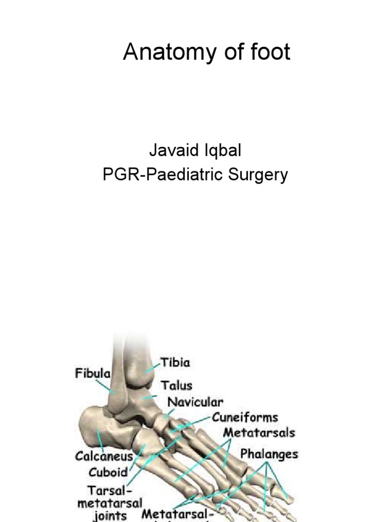 Anatomy of the Foot | PDF | Foot | Musculoskeletal System