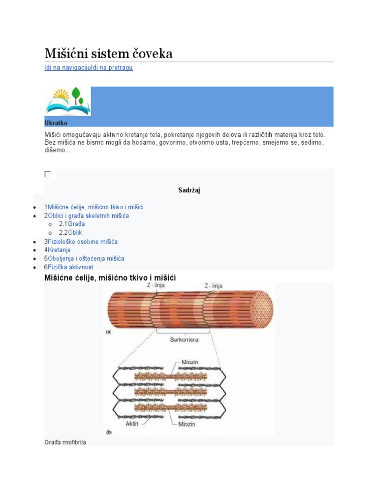 Mišićni Sistem Čoveka | PDF