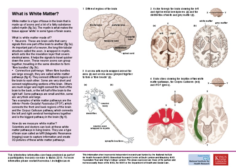 What Is White Matter | PDF | White Matter | Axon