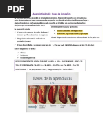 Incisión Rocky Davis | PDF | Medicina CLINICA | Anatomía