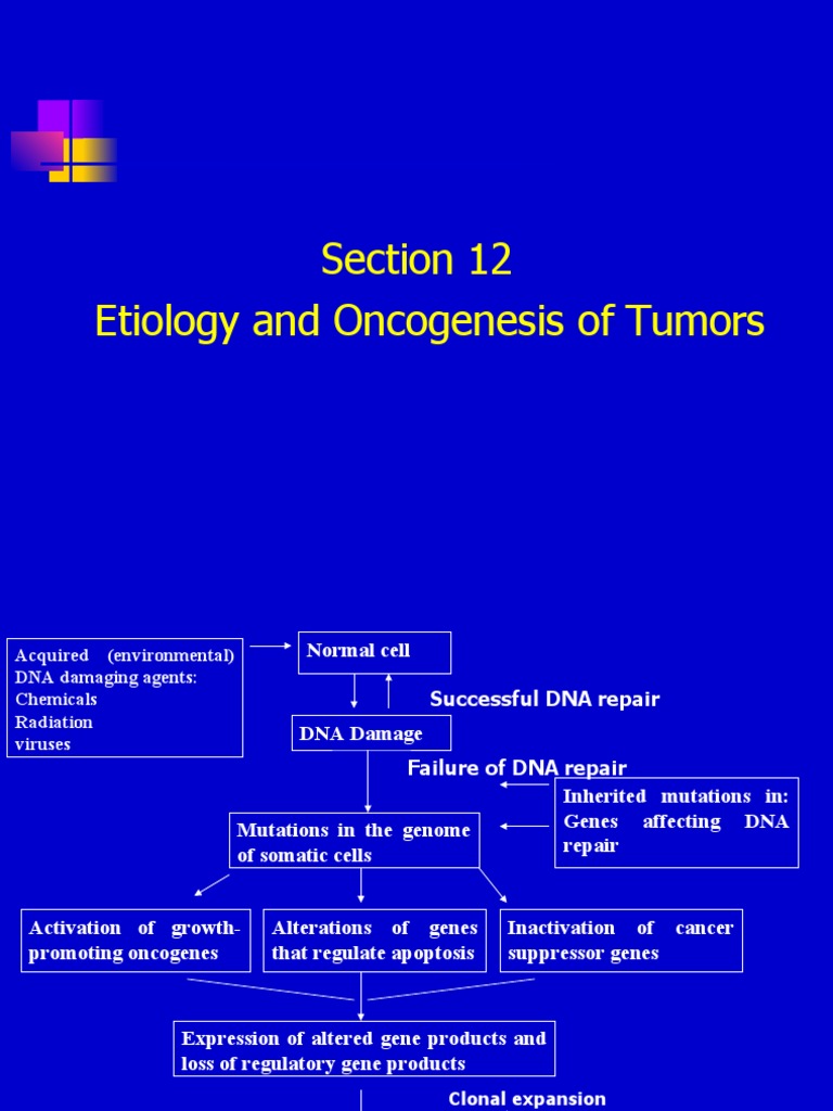 Tumor Oncogenesis and Genetic Factors | PDF | Cellular Processes ...