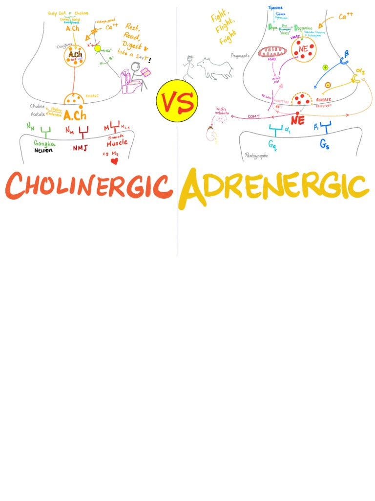 Cholinergic Vs Adrenergic | PDF | Acetylcholine | Biochemistry