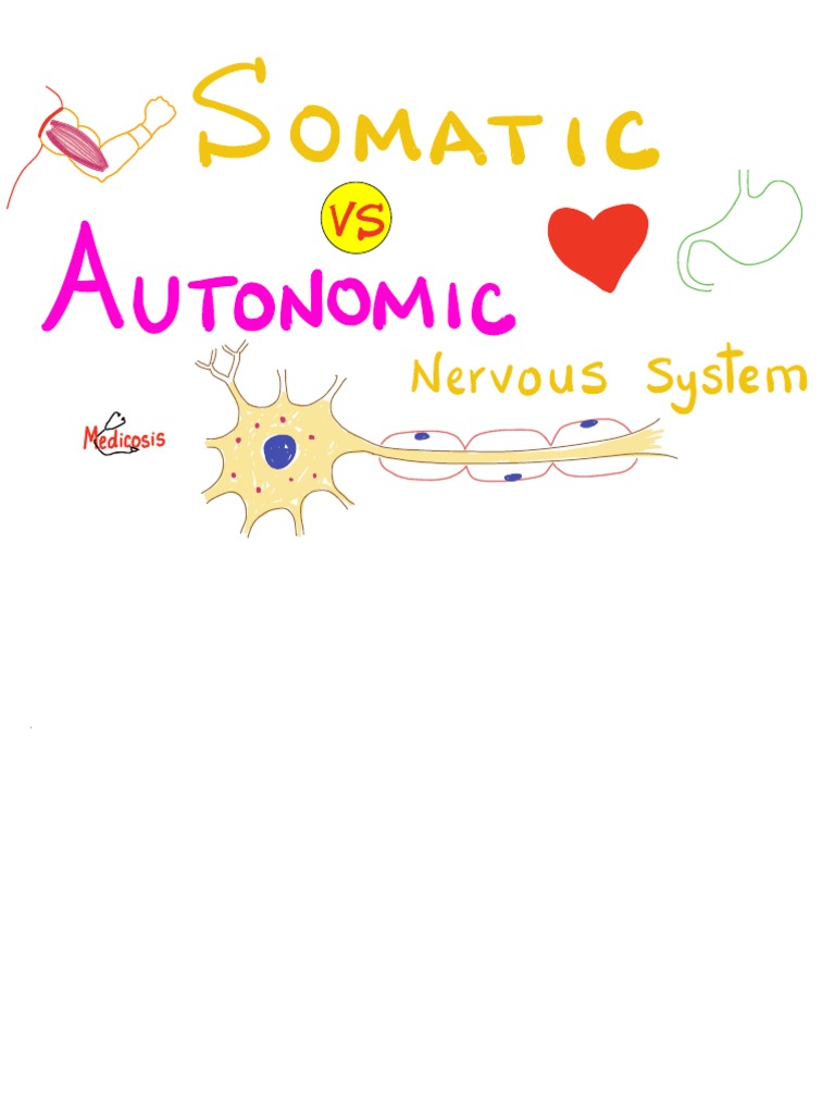 Somatic Vs Autonomic Nervous System | PDF | Central Nervous System ...