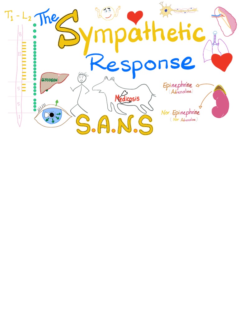 Sympathetic Response | PDF | Nervous System | Acetylcholine