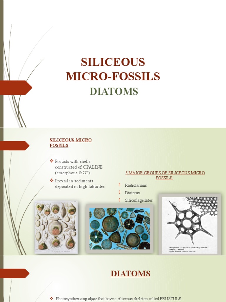 An In-Depth Look at Siliceous Microfossils with a Focus on Diatoms ...