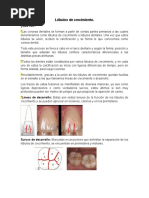 Canino Temporal Superior | PDF | Anatomia dental | Diente