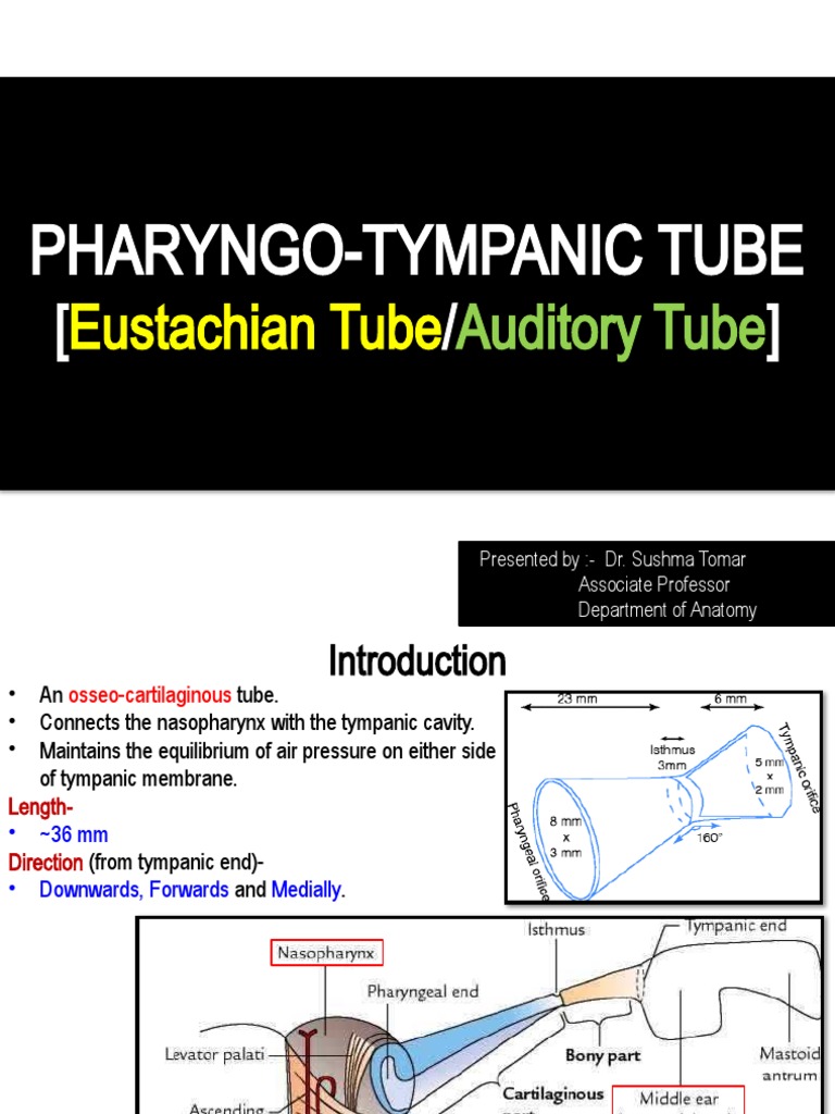Auditory Tube | PDF | Anatomy | Human Anatomy