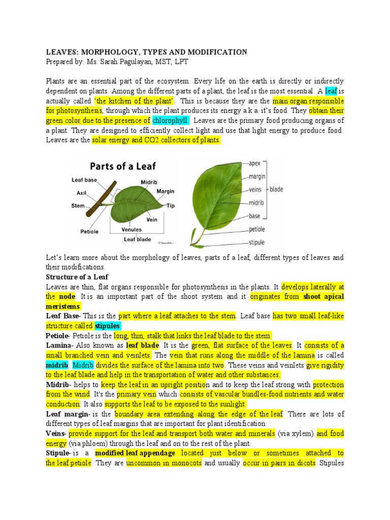 Leaf Morphology | PDF | Leaf | Branches Of Botany