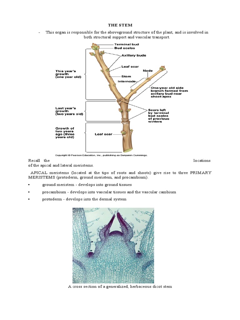 The Plant Stem | PDF | Plant Stem | Plants