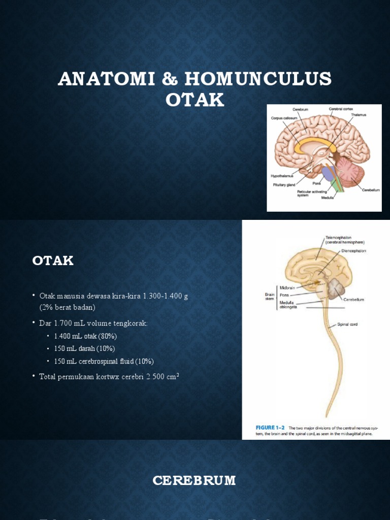 Anatomi & Homunculus Otak | PDF