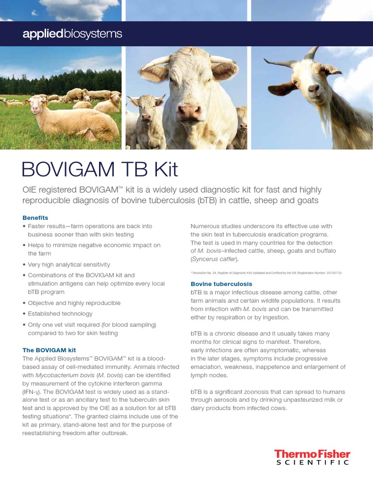Animalhealth Flyer Bovigam TB CO121138 | PDF | Tuberculosis | Infection