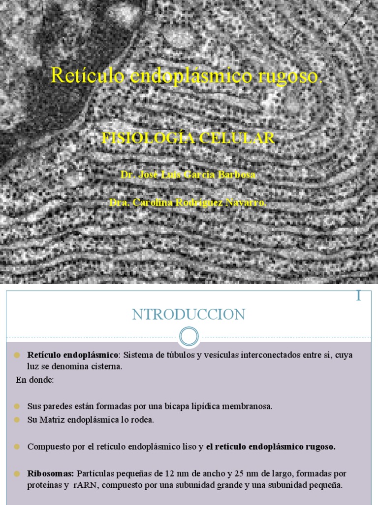 Retículo Endoplásmico Rugoso.: Fisiología Celular | PDF | Retículo ...