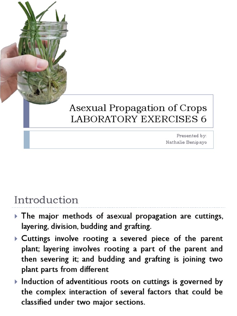 Asexual Propagation of Crops | PDF