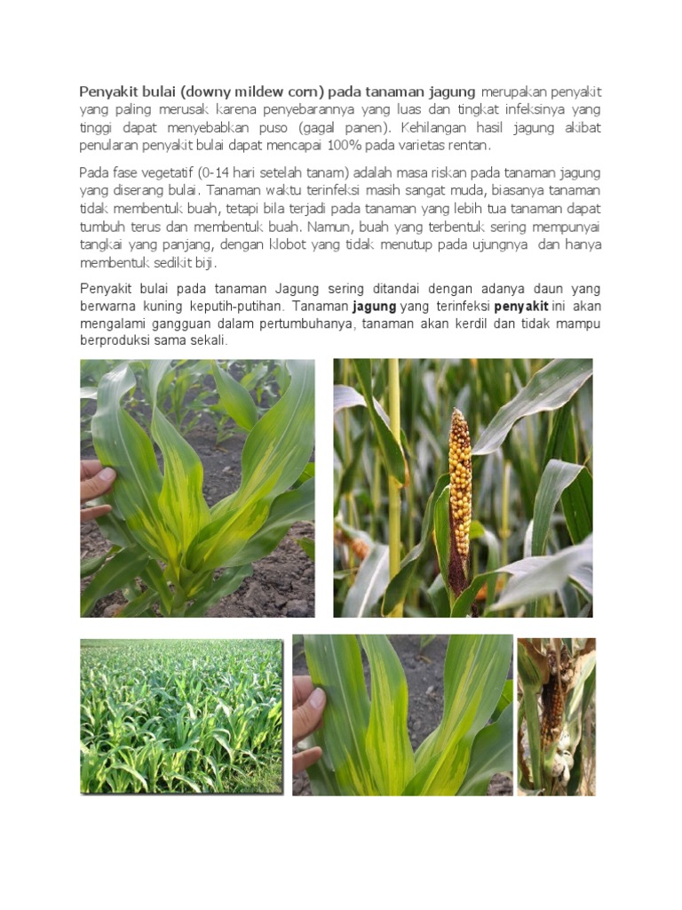 Downy Midew Corn | PDF | Sains & Matematika