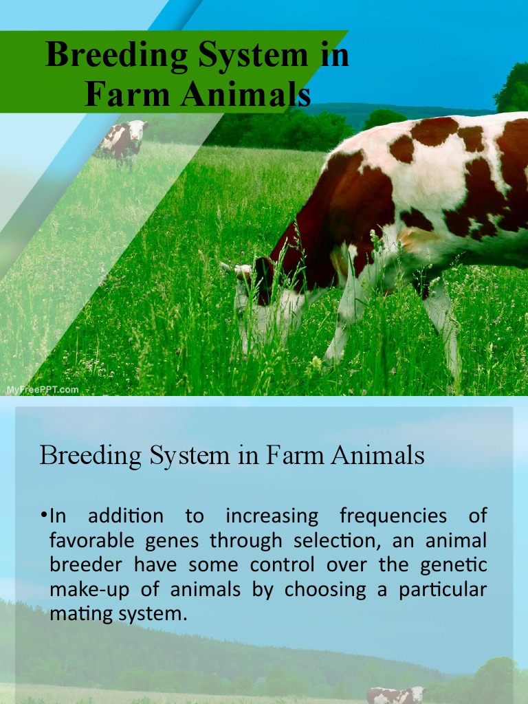 Breeding System in Farm Animals | PDF | Inbreeding | Zygosity