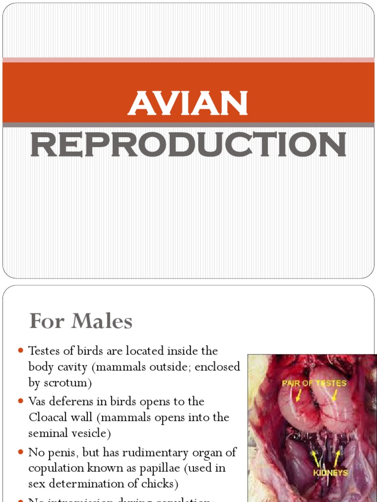 VPHY 113 - Avian Reproduction | PDF | Luteinizing Hormone | Menstrual Cycle