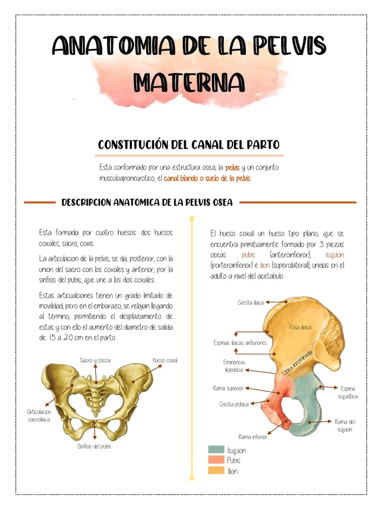 16 - Anatomía de Pelvis Materna | PDF | Pelvis | Anatomía humana