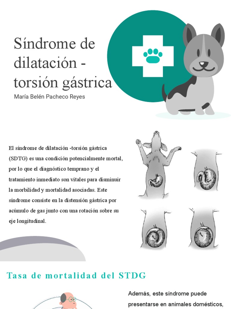 Síndrome de Dilatación-Torsión Gástrica | PDF | Ciencias de la Salud ...