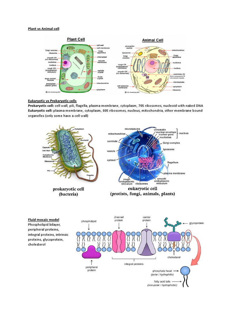 IB Biology: Draw Questions | PDF | Science & Mathematics