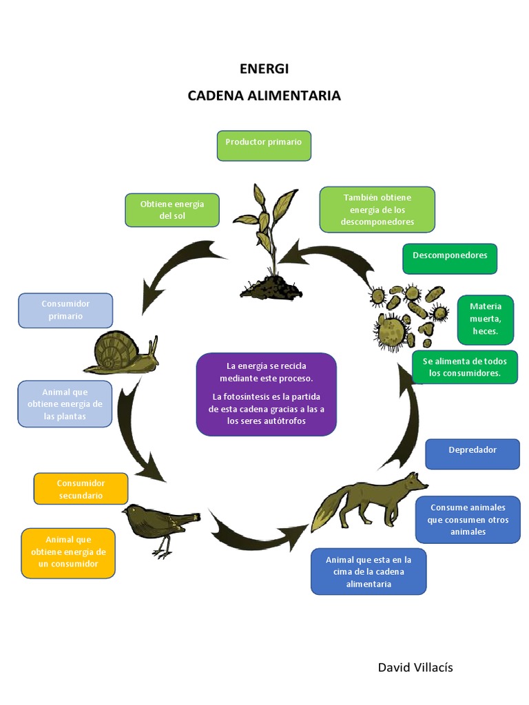Energia - Cadena Alimentaria | PDF | Naturaleza | Ecología