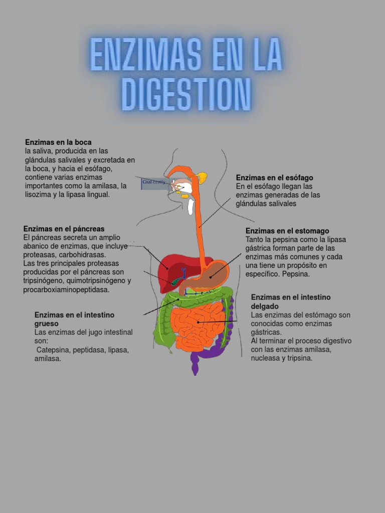 Enzimas en La Digestion | PDF