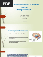 Funciones Motoras de La Medula Espinal Reflejos Medular | PDF | Médula espinal | Neurona