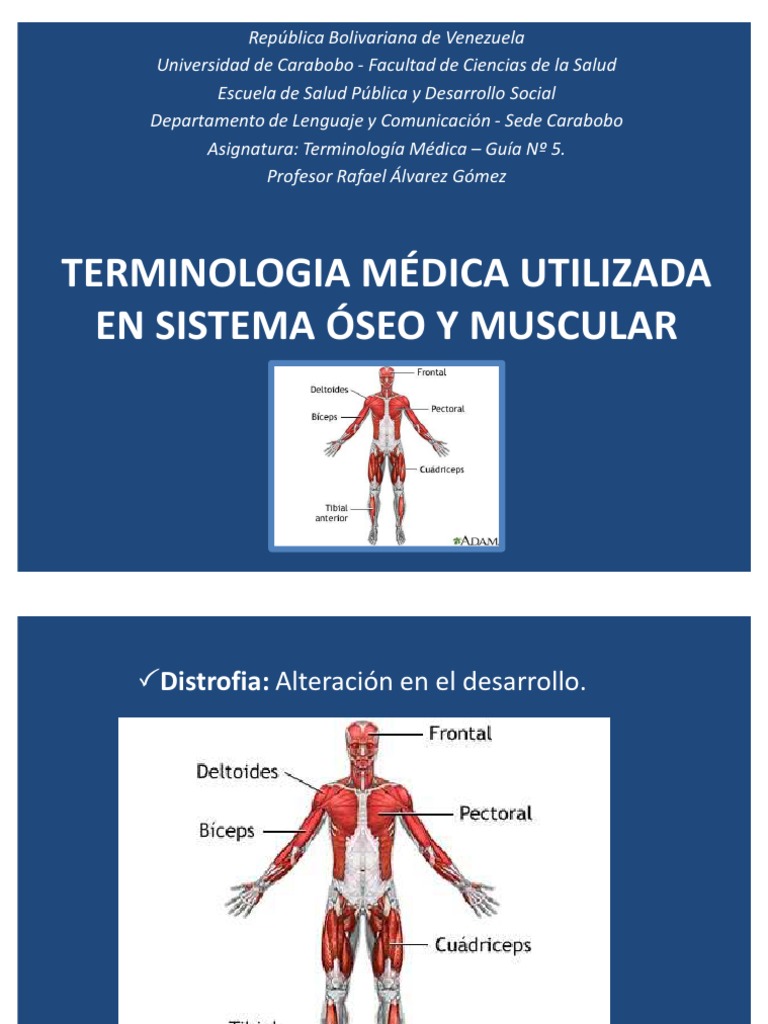 Sistema Oseo y Muscular | PDF | Hueso | Osteoporosis