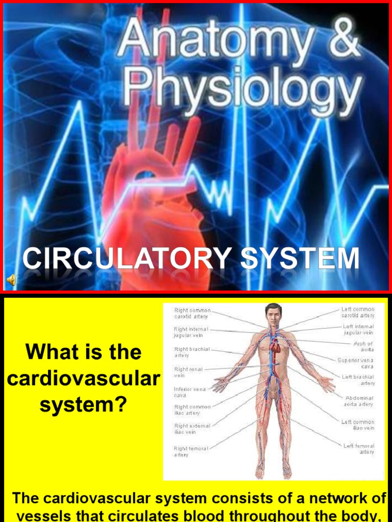 The Path of Blood Through the Cardiovascular System: A Detailed Explanation of How Blood Flows ...