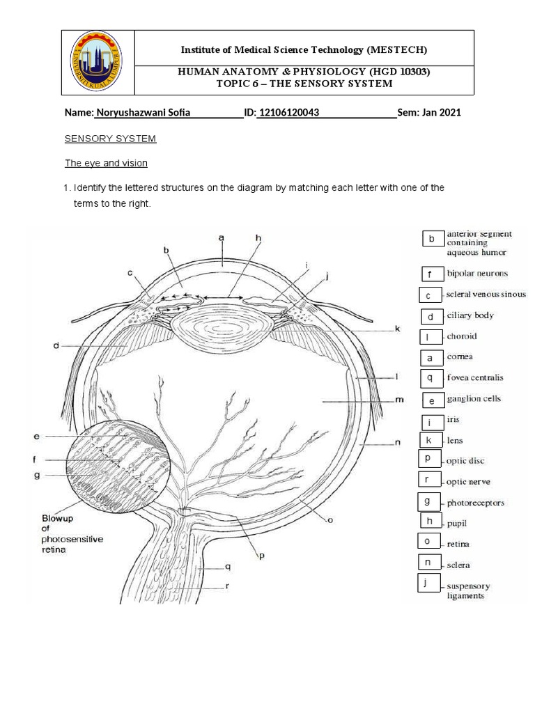 Practical Worksheet 5 (JAN 2021) The Sensory System | PDF | Ear | Hearing