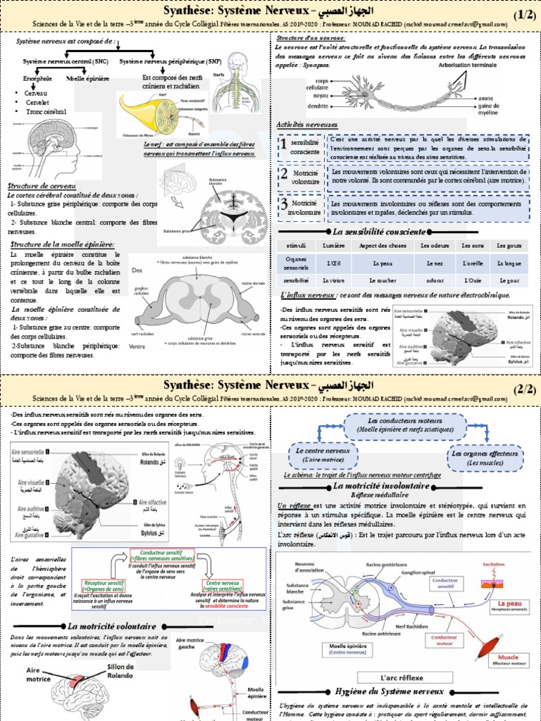 Le Systeme Nerveux Resume | PDF | Nerf | Système nerveux