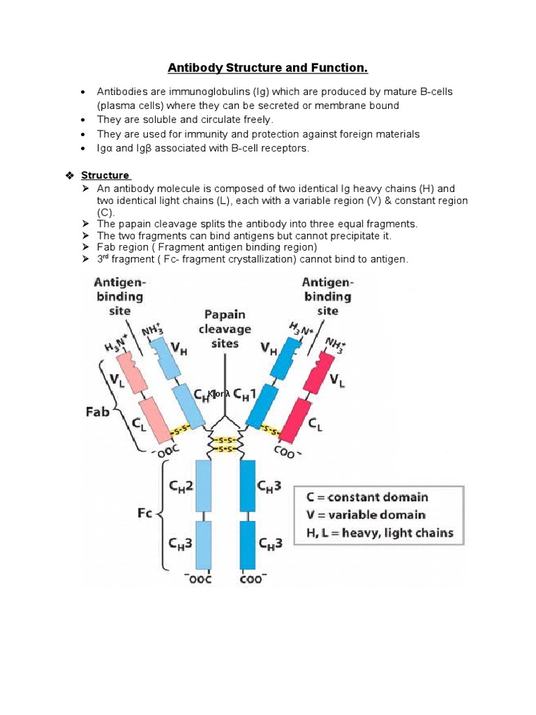 Antibody Structure and Funcion | PDF | Antibody | Immunoglobulin G
