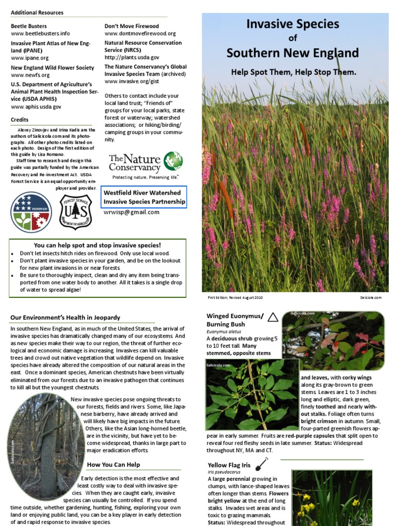 Invasives Booklet (Feb 2011) | PDF | Trees | Invasive Species