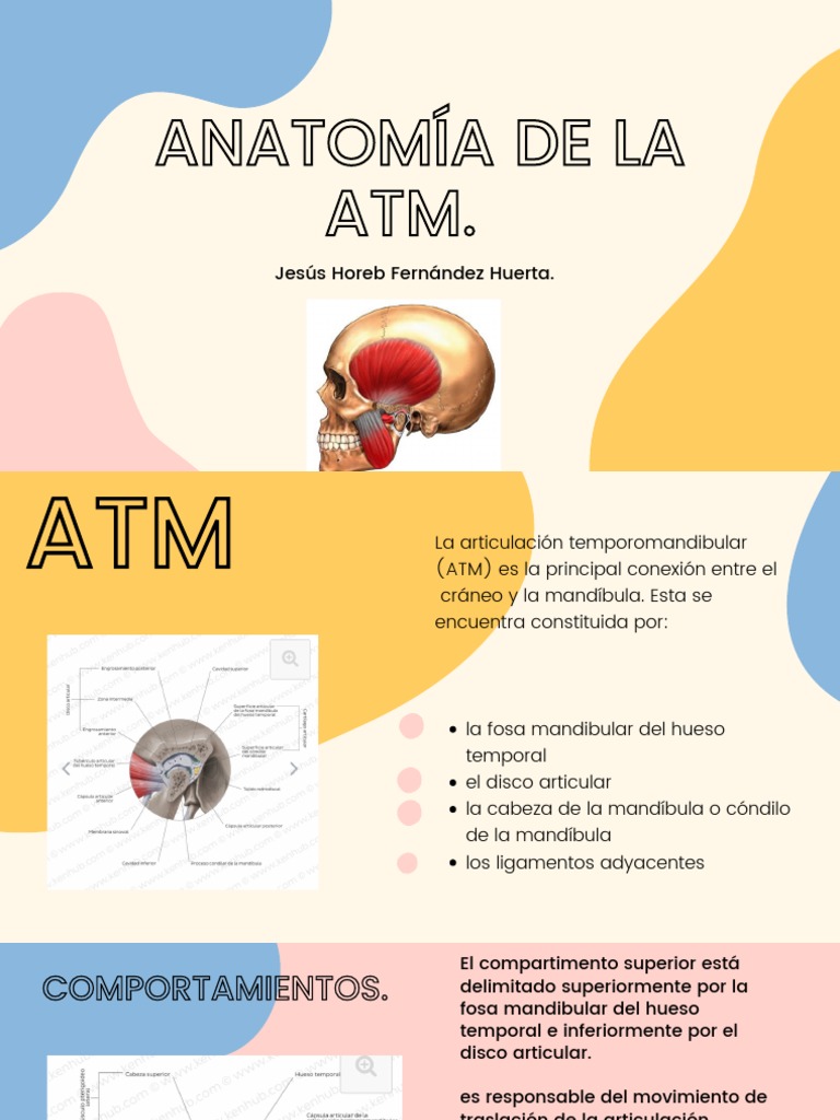 Anatomía y Componentes de la ATM | PDF | Articulación | Sistema esquelético
