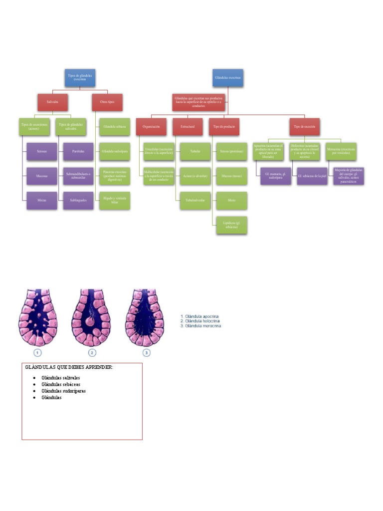 Glándulas Exocrinas Esquema | PDF | Órgano (anatomía) | Glándulas