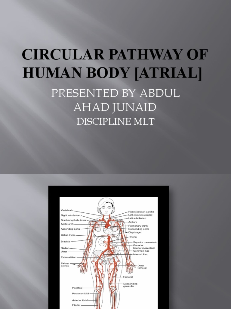 Circular Pathway of Human Body. | PDF | Aorta | Common Carotid Artery