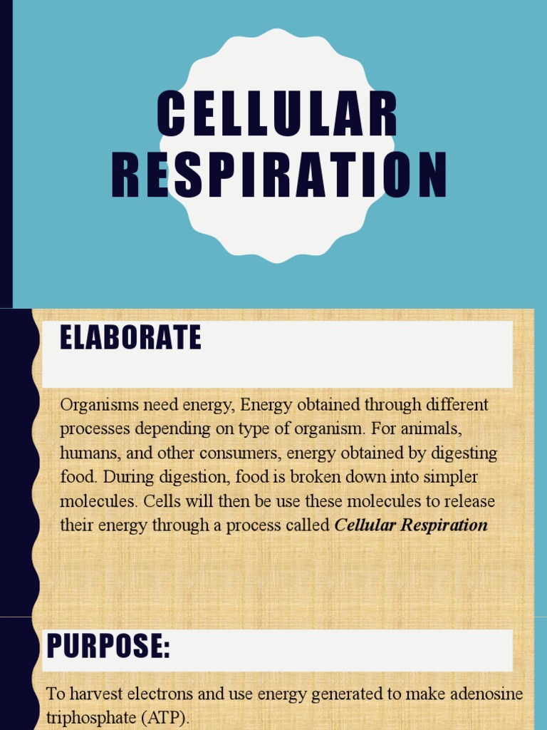 Harvesting Energy through the Stages of Cellular Respiration: An In ...