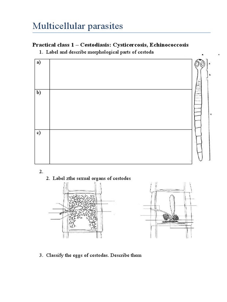 Multicellular Parasites - prcl1 | PDF