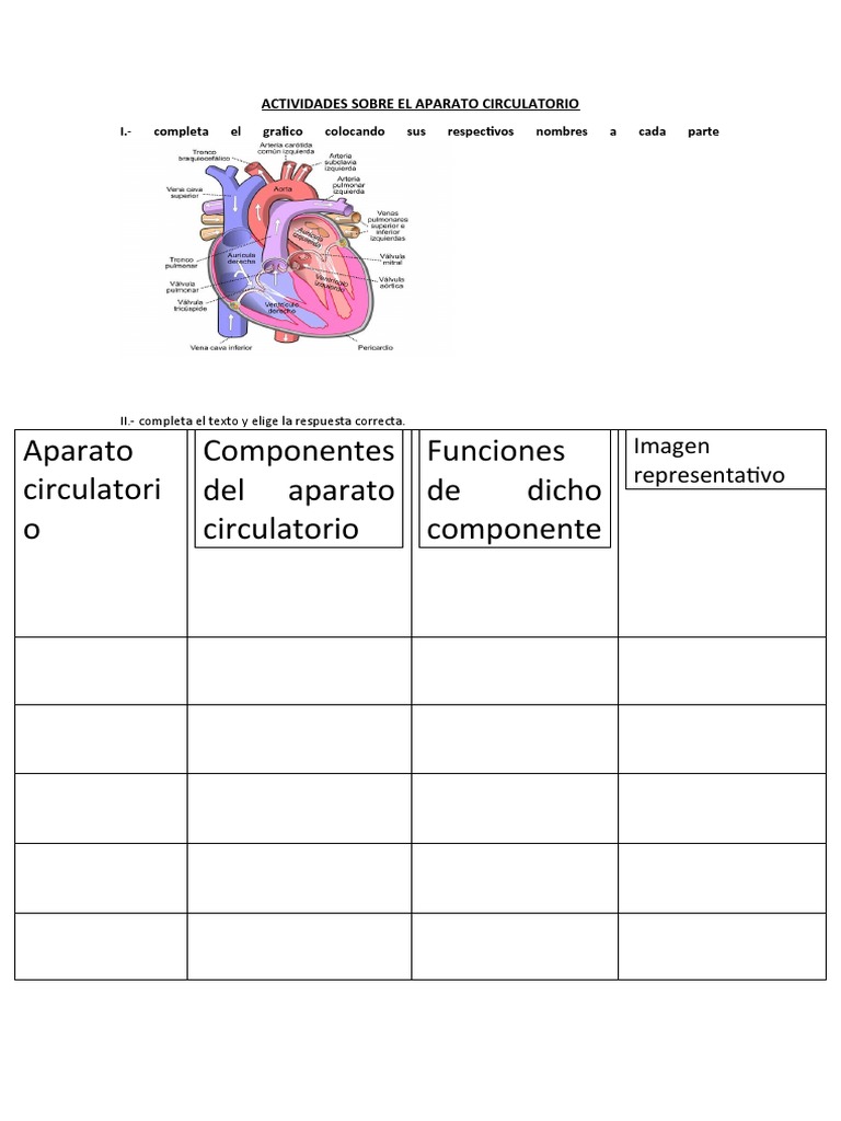 Actividades Sobre El Aparato Circulatorio | PDF | Sistema circulatorio ...
