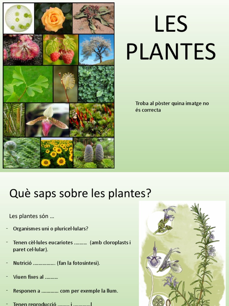 Les Plantes | PDF