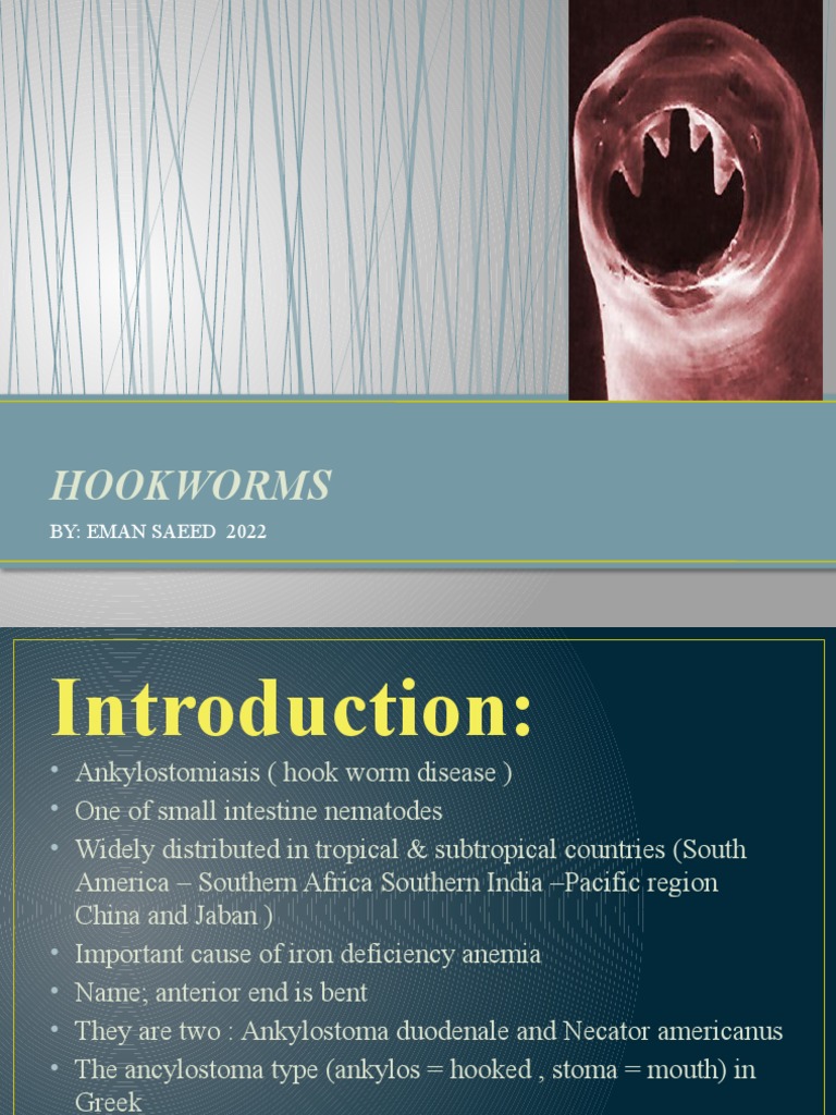 Hookworm Overview and Diagram | PDF | Medical Specialties | Diseases ...